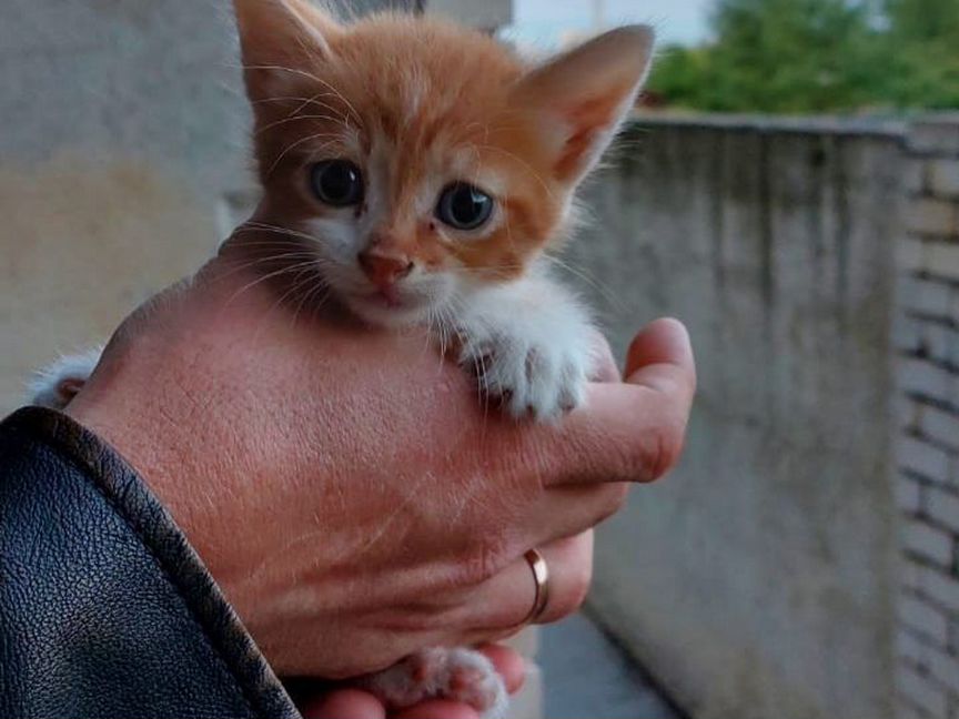 Рыжий котенок в добрые руки бесплатно