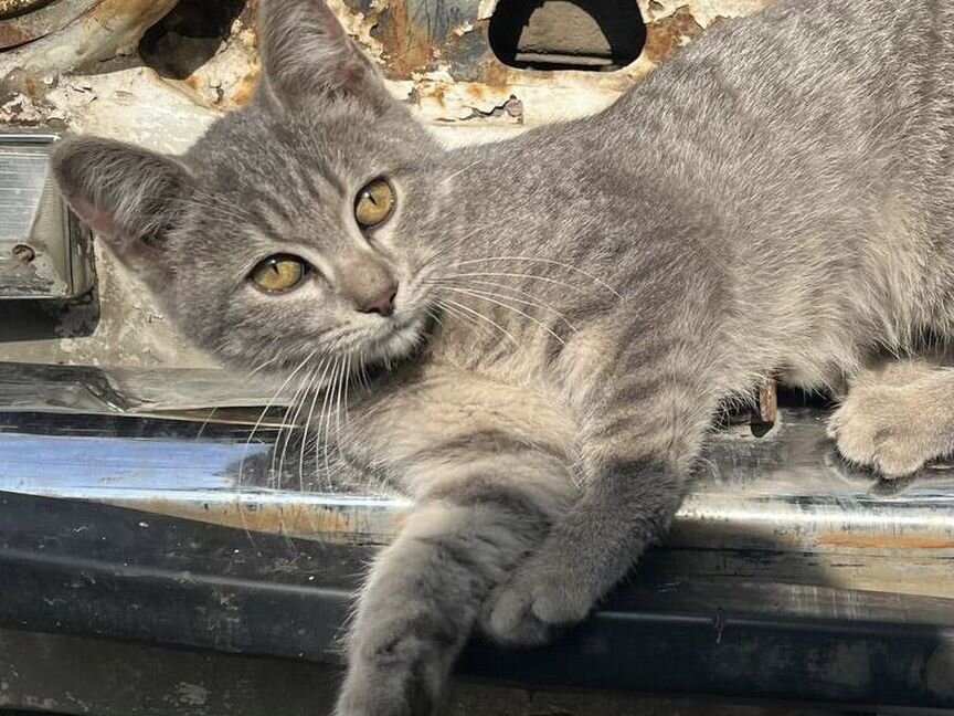 Котенок ищет дом