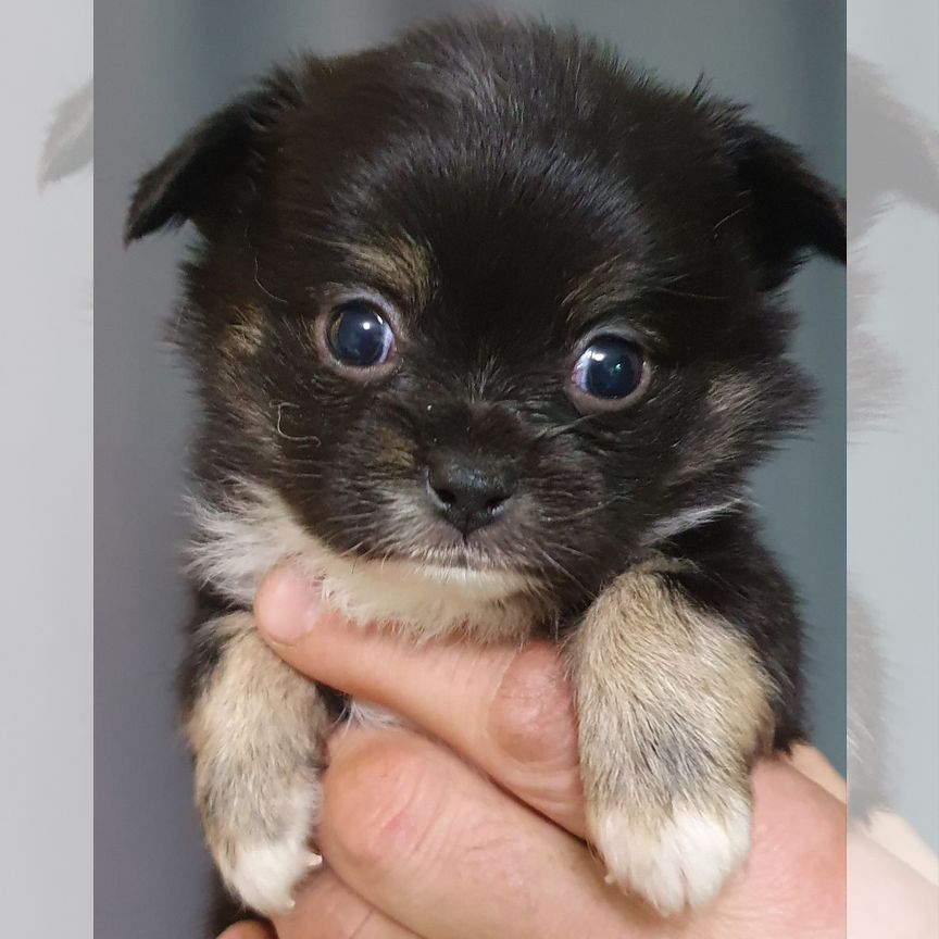 Чихуахуа, щенок