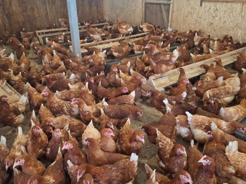 Куры молодки несушки