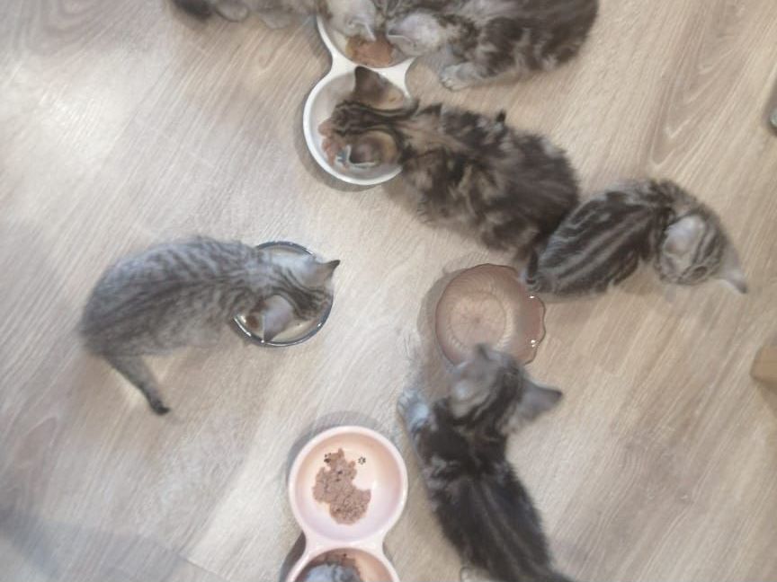 Мраморные британские котятки