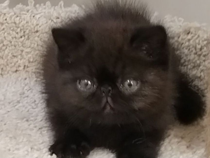 Экзотические котята