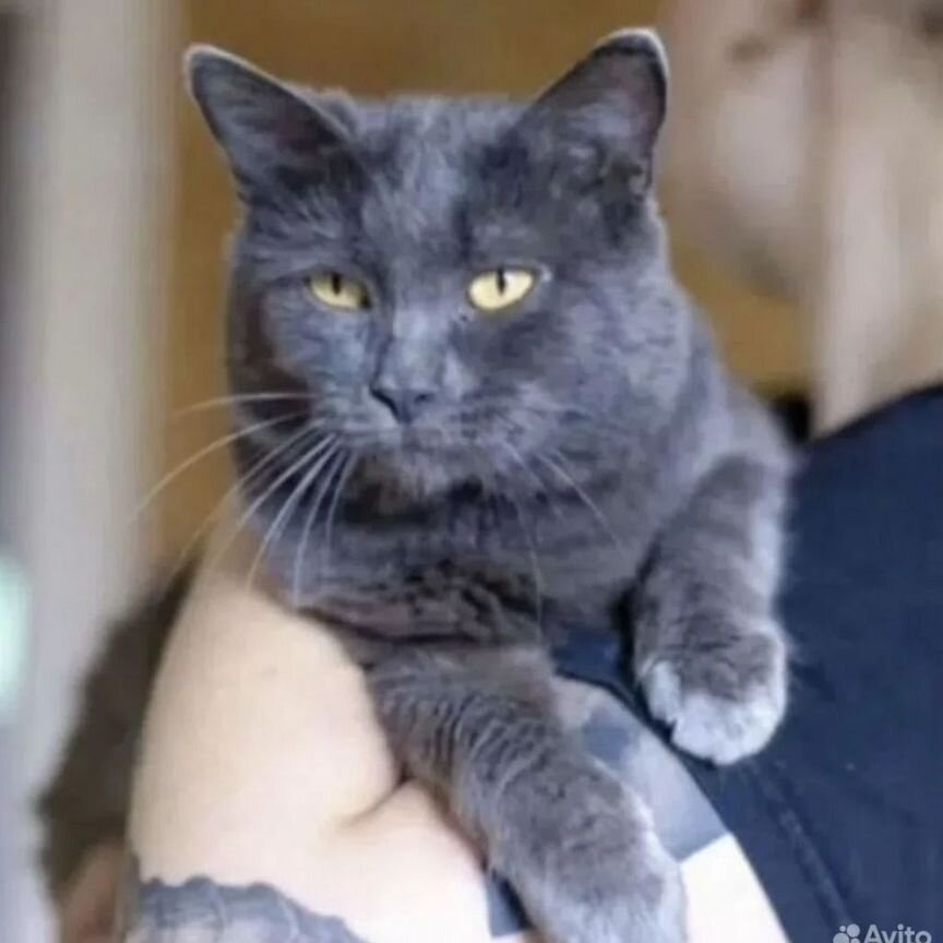 Кот Байрон приглашает вас в приют