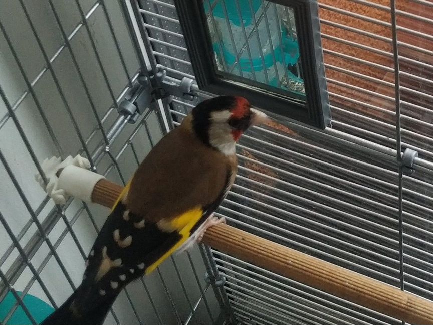 Щегол (самочка) с высокой клеткой