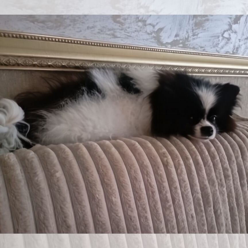 Померанский шпиц, взрослая собака