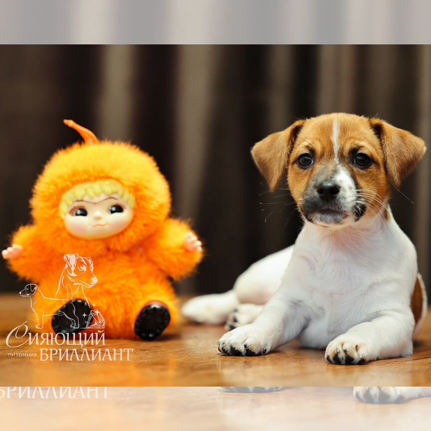 Джек-рассел-терьер, щенок