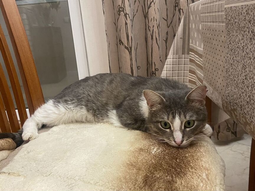Котик
