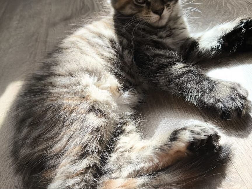 Котята мейн-кун