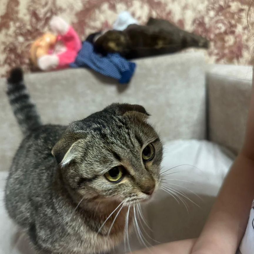 Молодая кошечка в дар