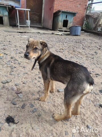 Крош, щенок скучает в приюте