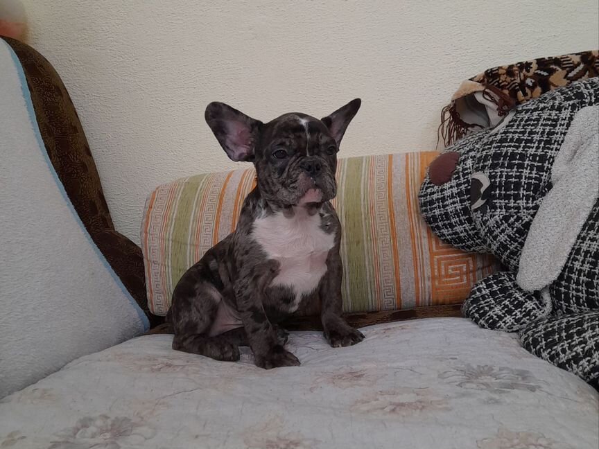 Французский бульдог мраморный щенок