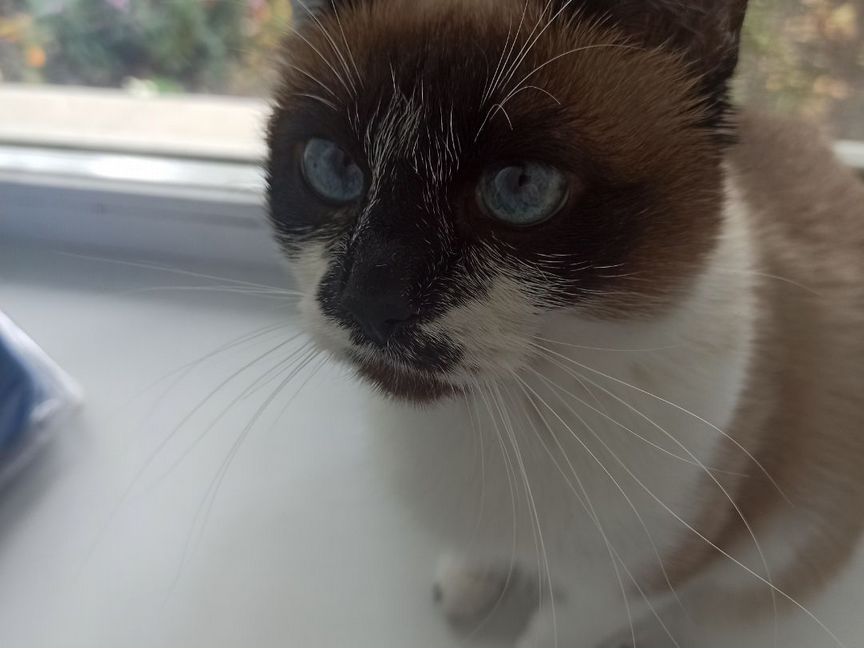 Кошка Сноу-Шу