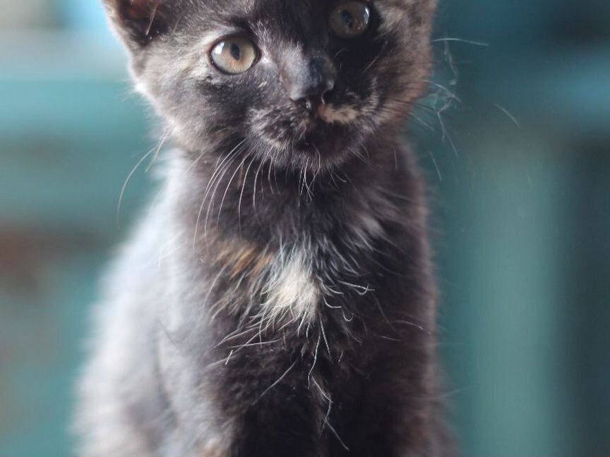 Отдам котенка в добрые руки