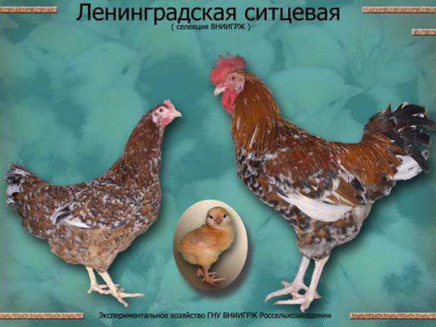 Инкубационное яйцо несушек