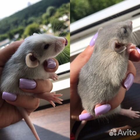 Крысята мальчики дамбо голубые