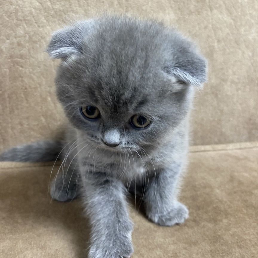 Шотландские вислоухие котята