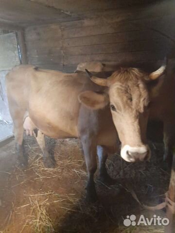 Корова хорошая дойная