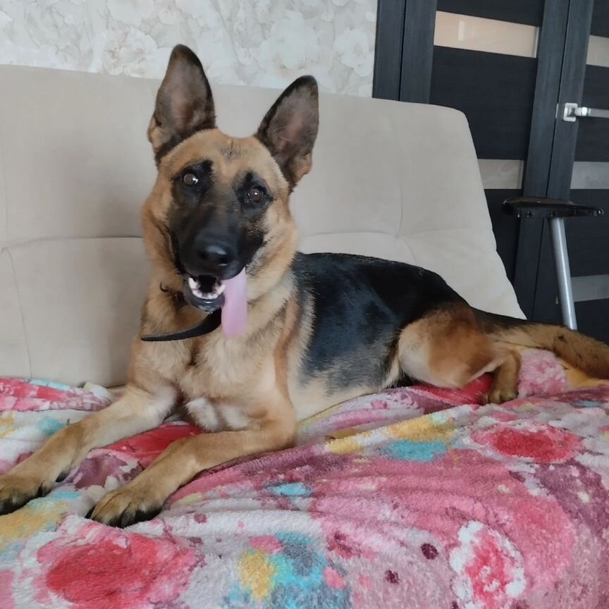 Чисто кровная овчарка