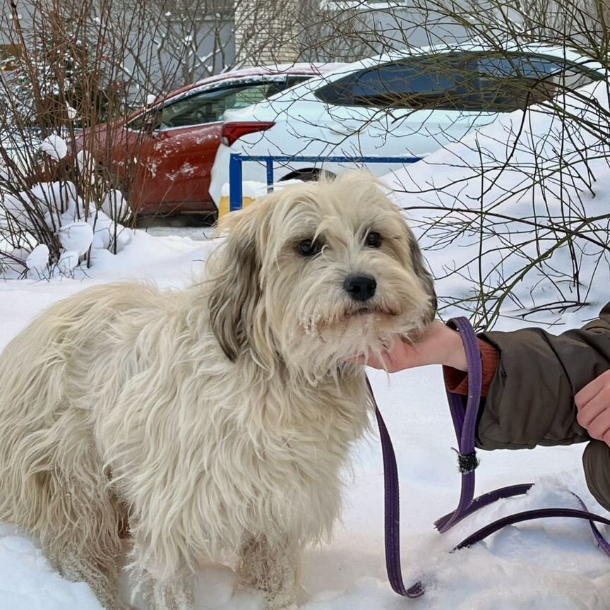 Собака ищет дом