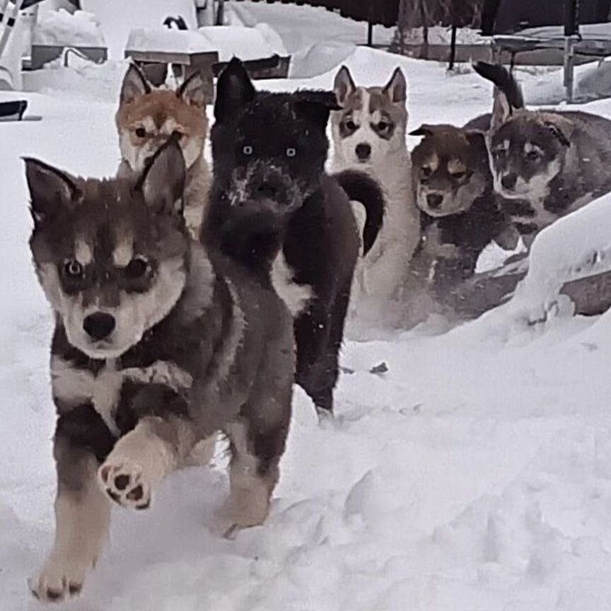 Сибирский хаски, щенок