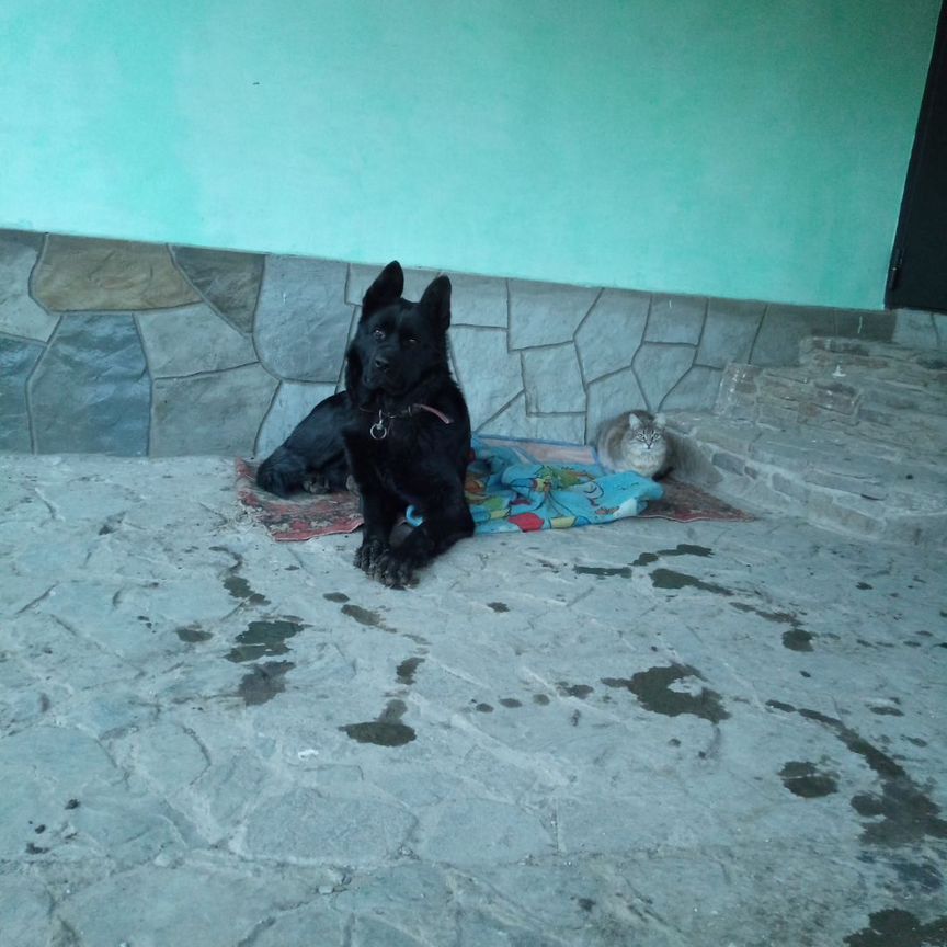 Ищем невесту немец