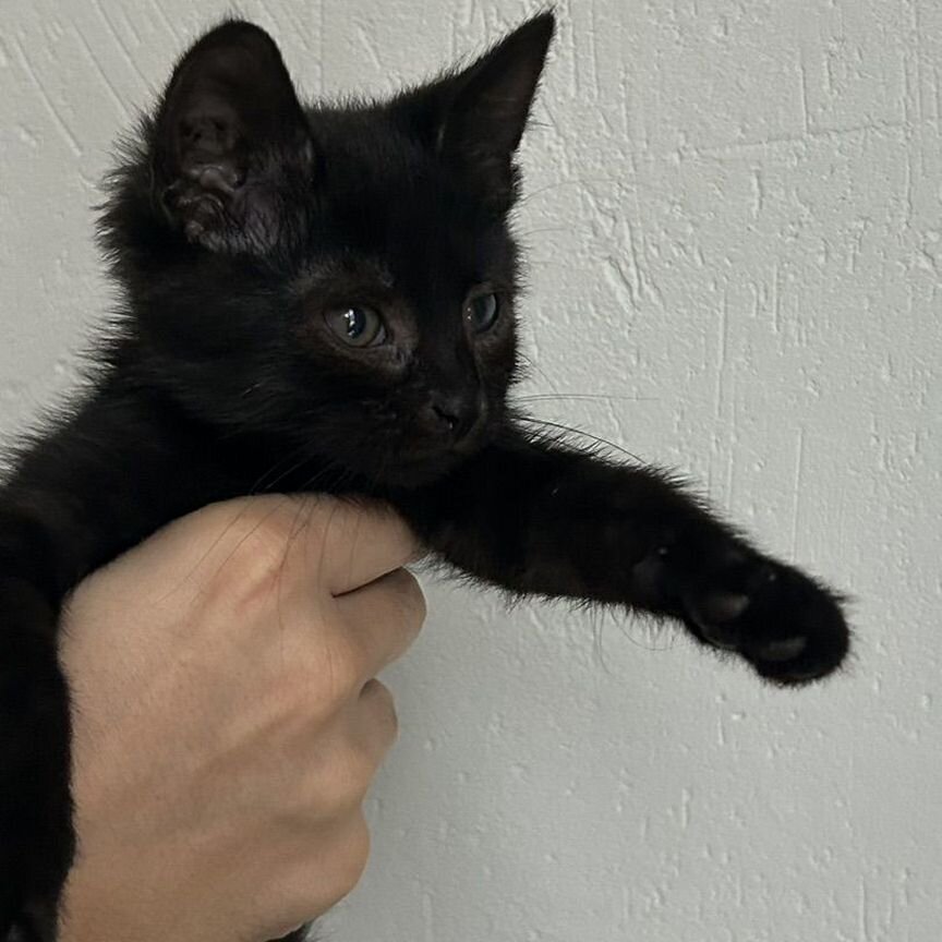 Котенок мальчик бесплатно