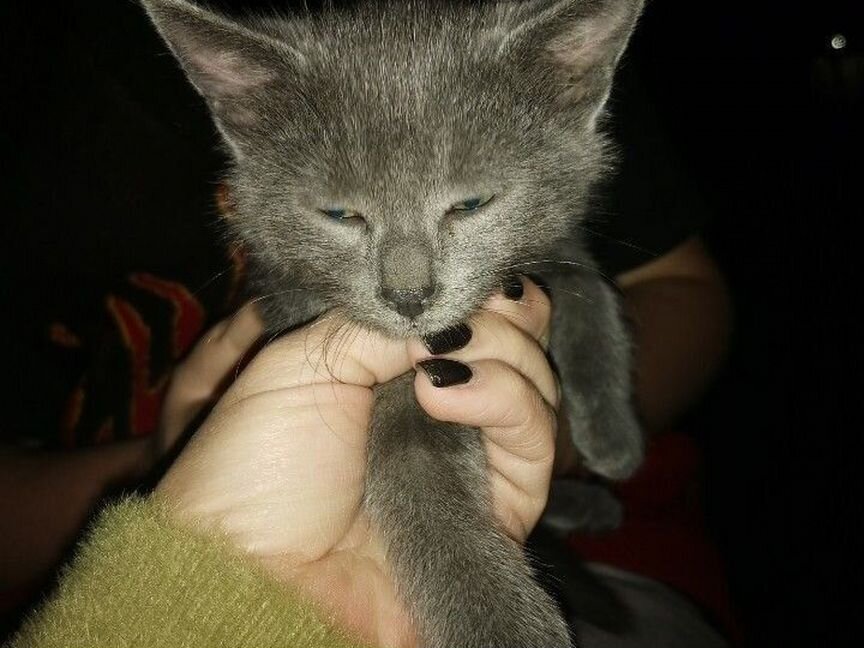 Красивый котёнок русская голубая скитается