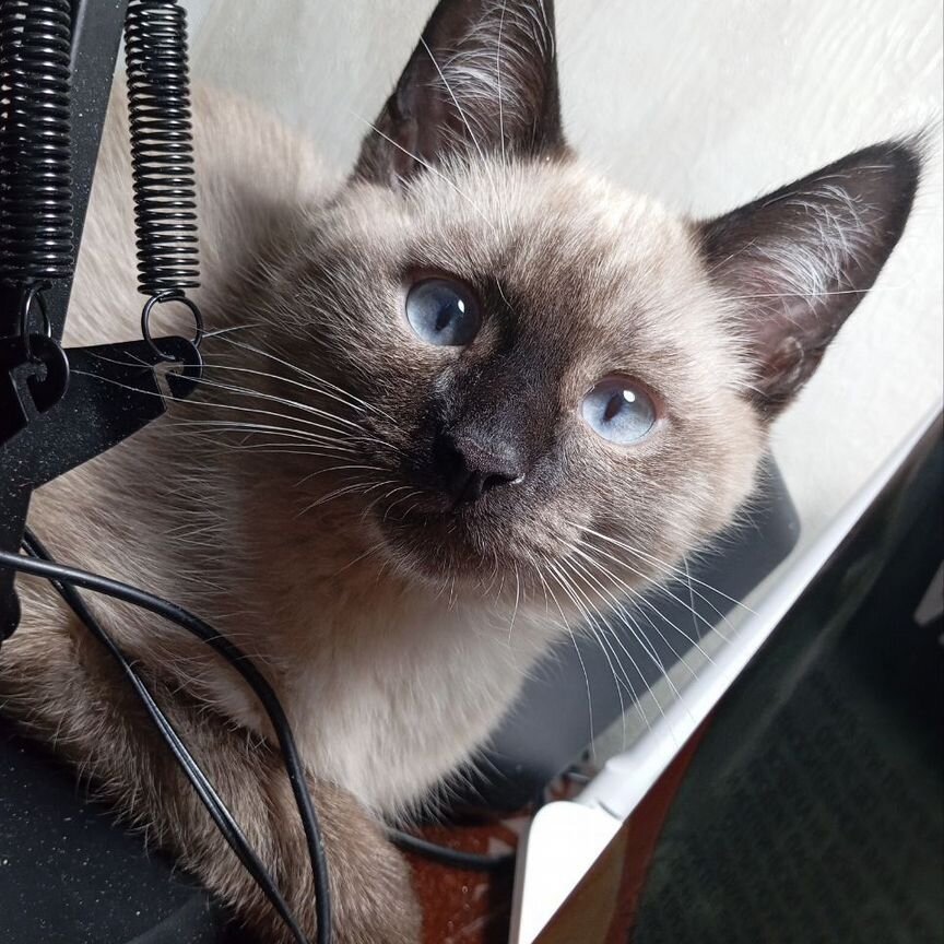 Тайский котенок мальчик
