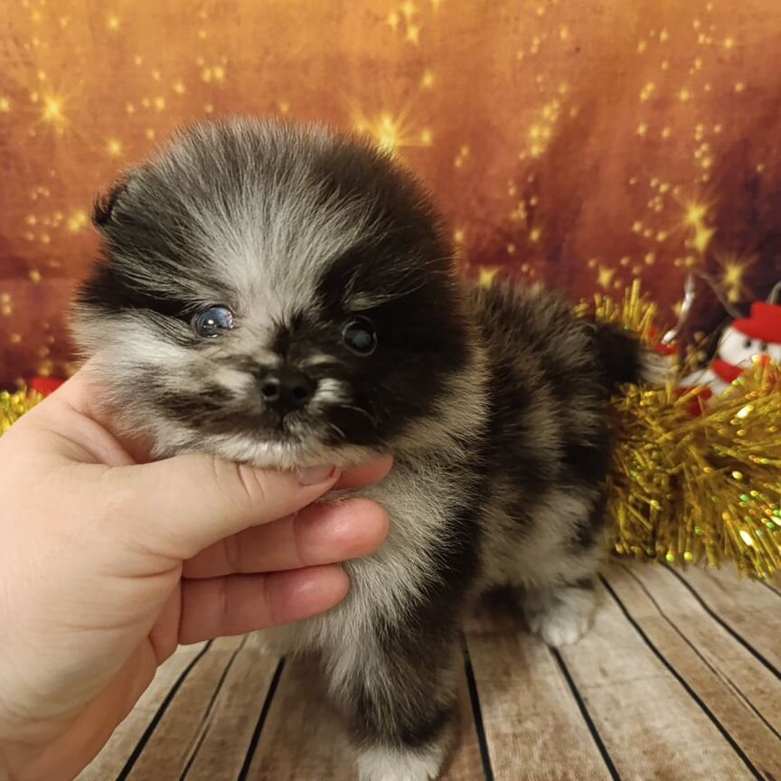 Детки малого немецкого шпица