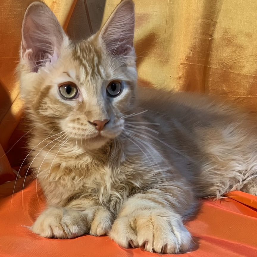 Мейн-кун котёнок