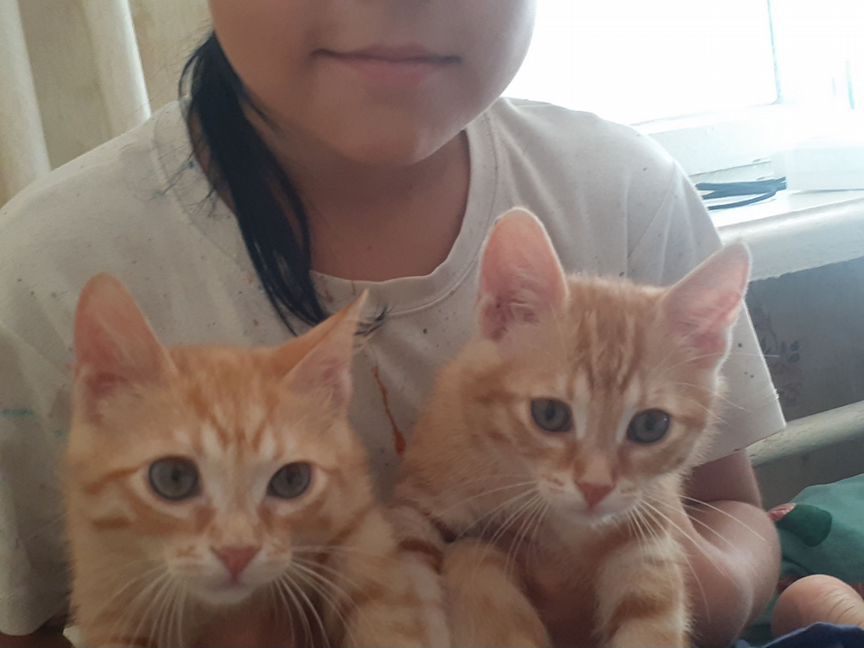 Коты рыжие