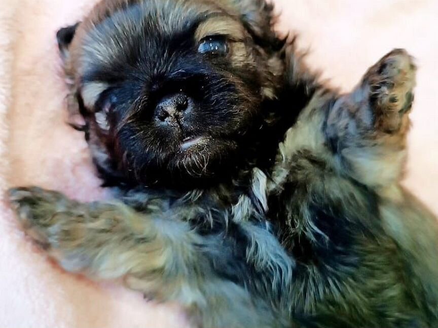 Собаки щенки пекинес