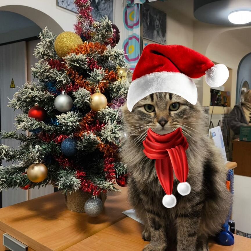 Самый лучший кот для вас