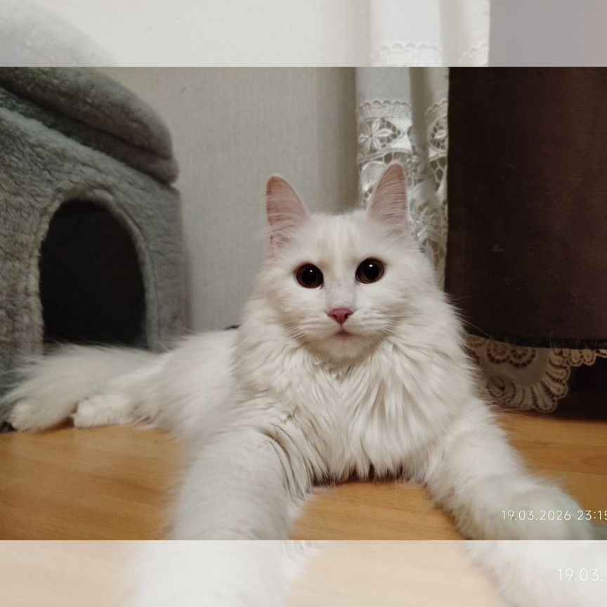 Мейн-кун, кошка вязка