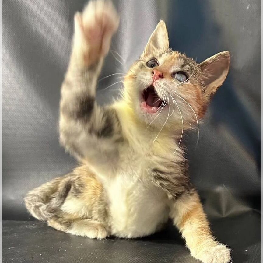 Инопланетный котенок