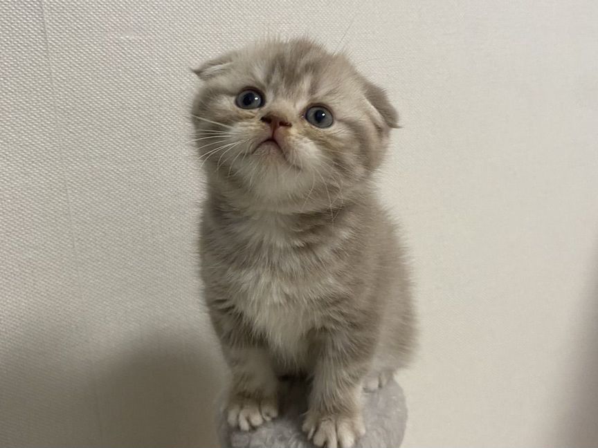 Шотландские вислоухие котята