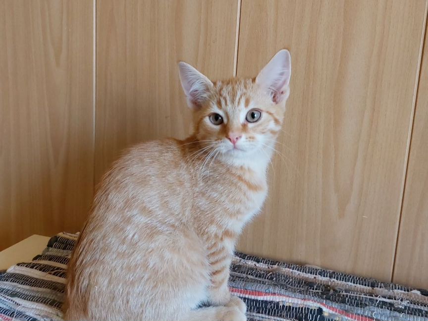 Котёнок Мартин ищет любимых хозяев