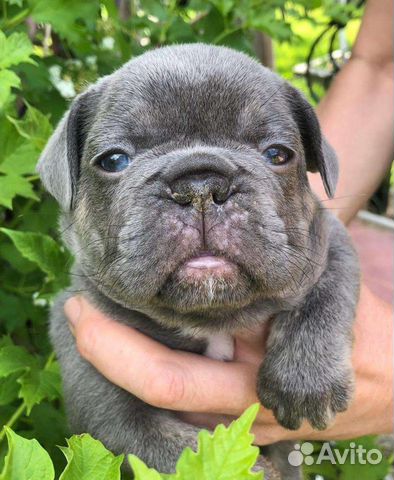 Мальчики французики голубые