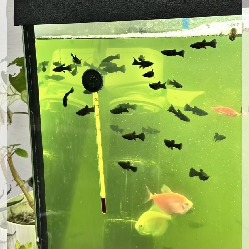 Рыбки молинезии