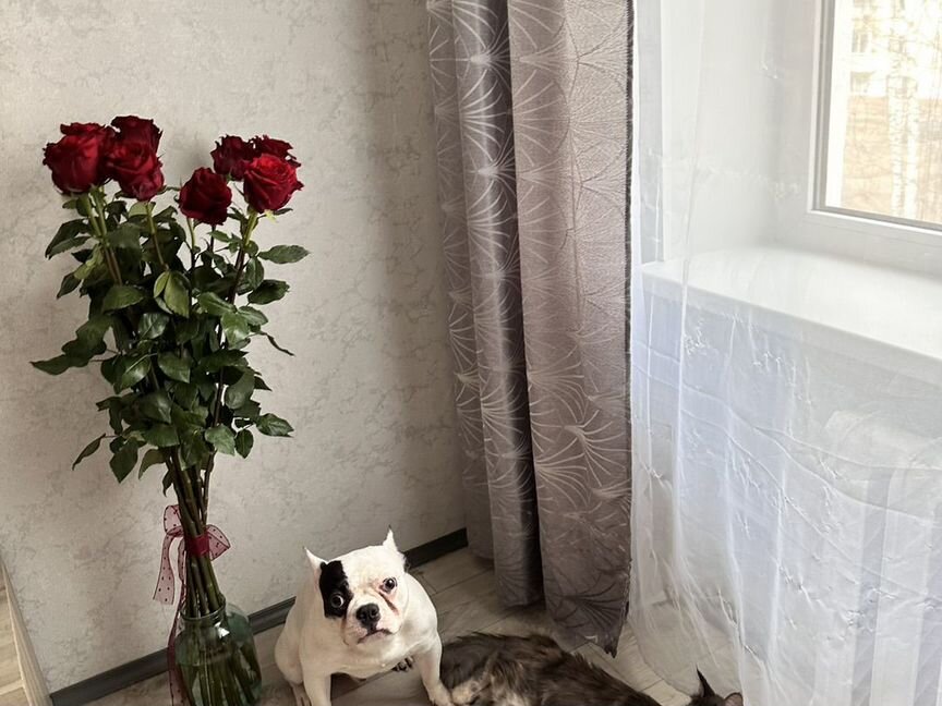 Французский бульдог кабель вязка