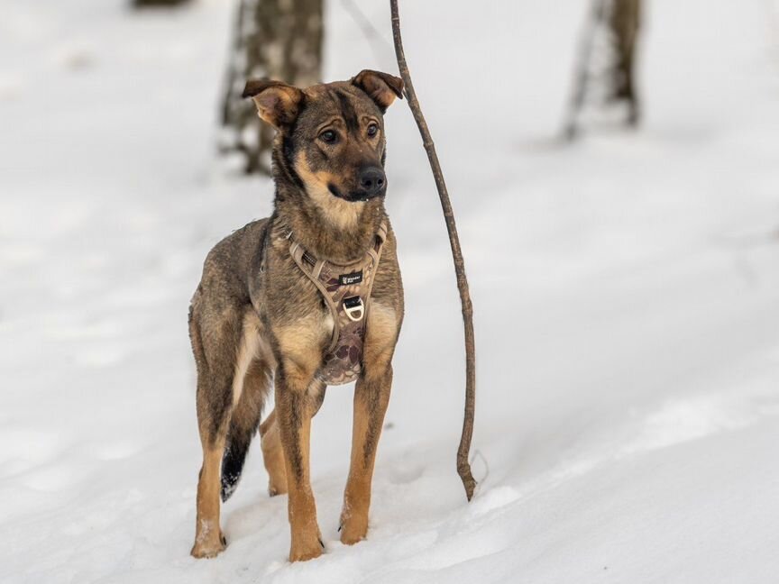 Малышка Лили очень грустит в приюте