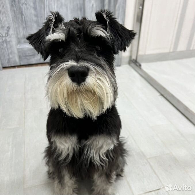 Продам Цвергшнауцера