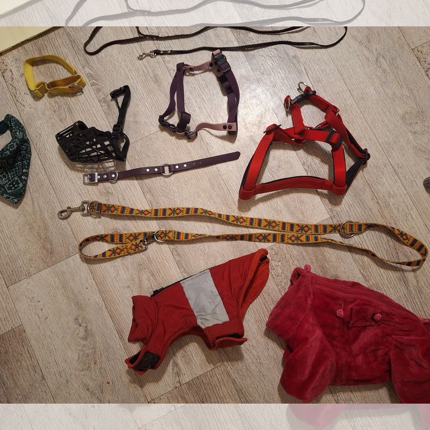 Амуниция и одежда для собак