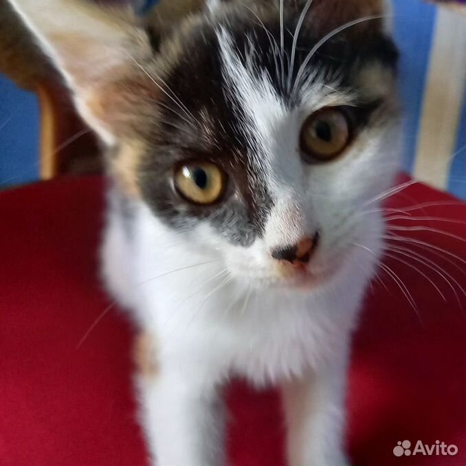 Карамелька в добрые руки