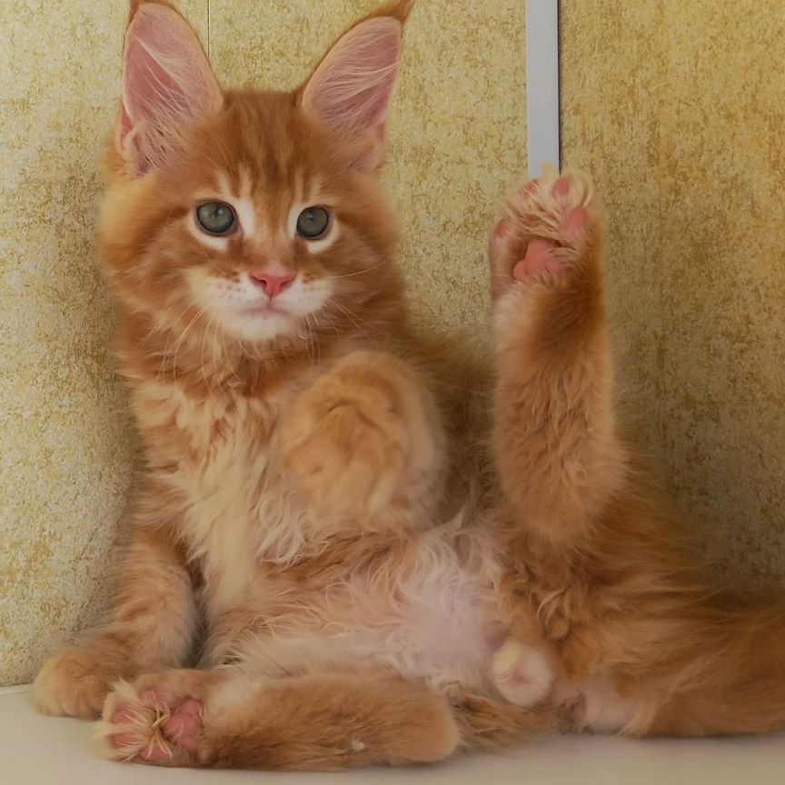 Котёнок мейн кун 2 месяца
