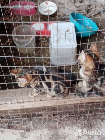 Мраморный бенгал