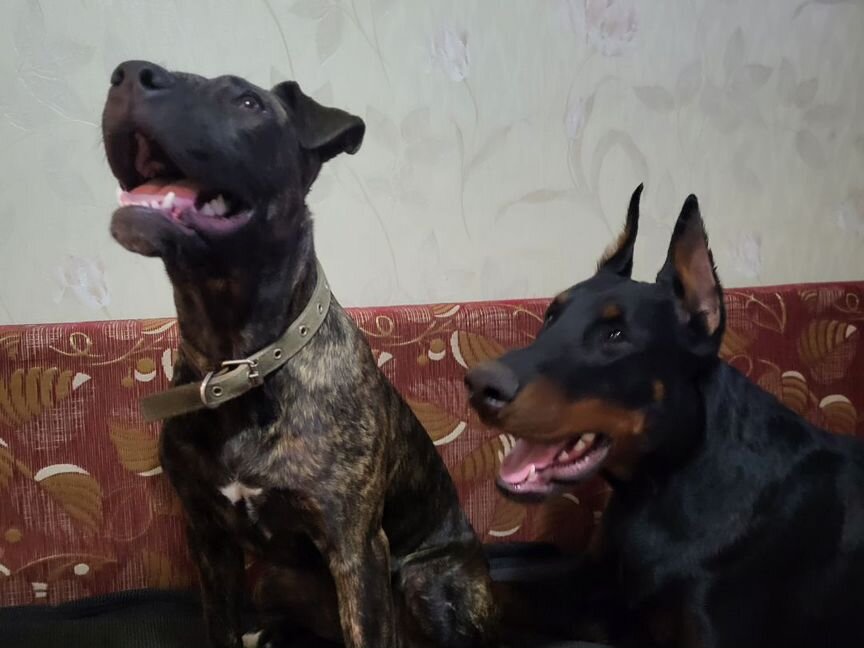 Щенки стаффорда добермана