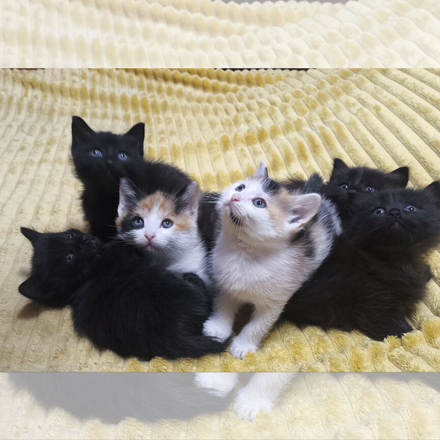 Котёнок от частного владельца