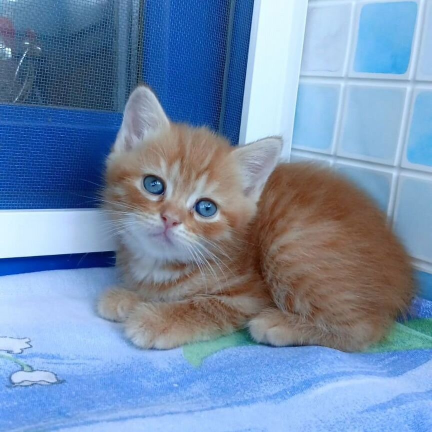 Котенок прямоухий мальчик
