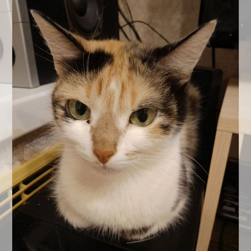 Взрослая, Девочка кошка в добрые руки